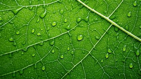 Best Large Leaf Powerpoint Background For Presentation Slidesdocs Com