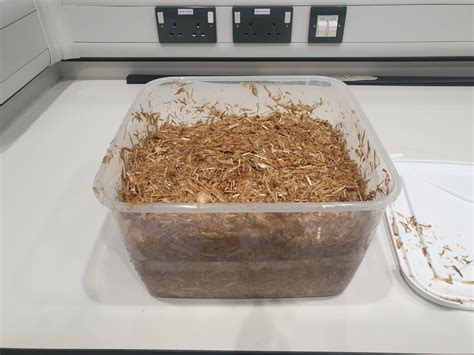 Growing Mycelium Materials At Home 6 Steps Instructables