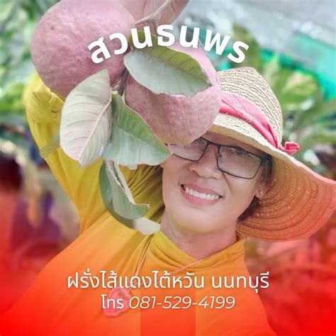 สำหรับราย สวนมะเดื่อฝรั่ง คุณรุจน์ อ บางระจัน จ สิงห์บุรี Facebook