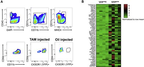Self Maintaining Gut Macrophages Are Essential For Intestinal