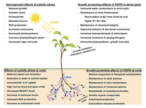Does Water Salinity Affect Plant Growth At Asha Vang Blog