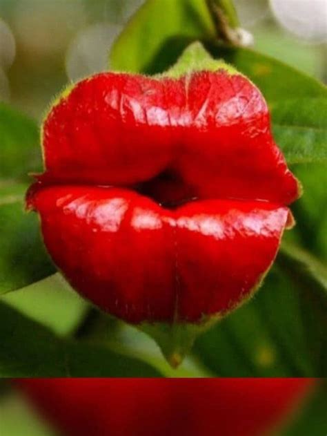 10 Plants That Look Like Human Body Parts