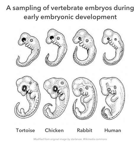 How Was Your Sex Determined It Might Be A Lot More Complicated Than You Think AndMe Blog