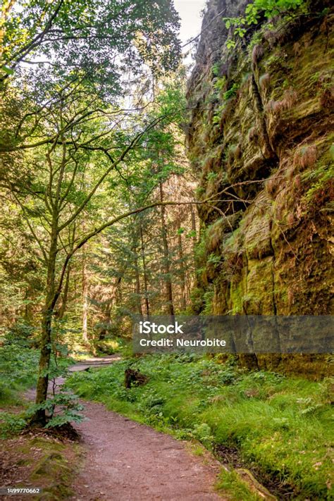 독일 작센주 드레스덴과 체코 국경 근처의 작센 스위스 국립공원에 있는 Malerweg라는 하이킹 코스에서 고사리 이끼 바위가