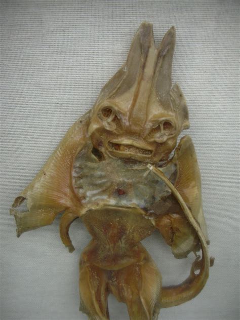 Jenny Haniver The Original Fake Mermaid Oddfeed