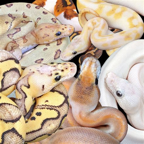 Nuclear Spinner Ball Python