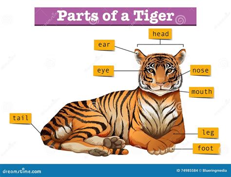 Diagram Tiger Life Cycle