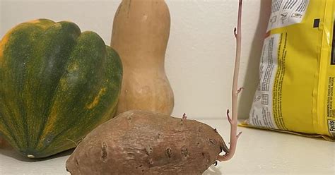 Remember When You Had To Grow Your Own Radio Potatoes Ya Me Neitherah Memories Album On Imgur