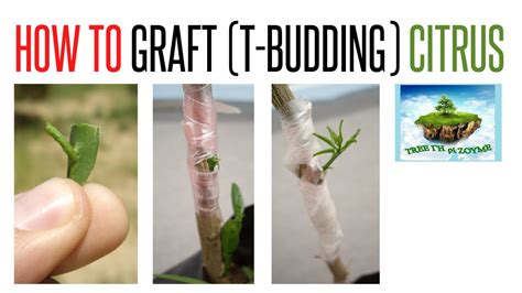 T Budding Method Take Your Gardening Skills To The Next Level With