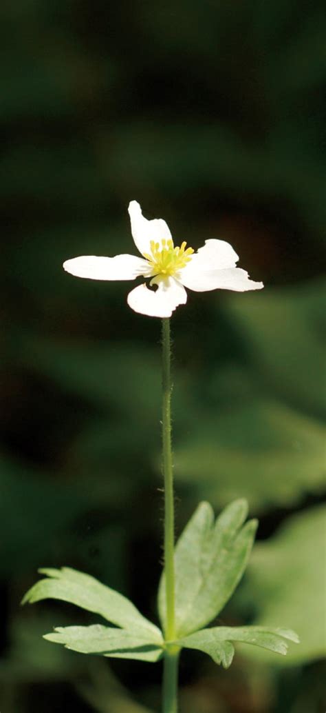 작은 꽃에서 큰 생명이 피었습니다여름 숲에서 온 야생화 편지 한국경제