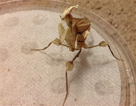 Crazy Alien Mantis Insect X Post From Rwhatisthisbug Photoshopbattles
