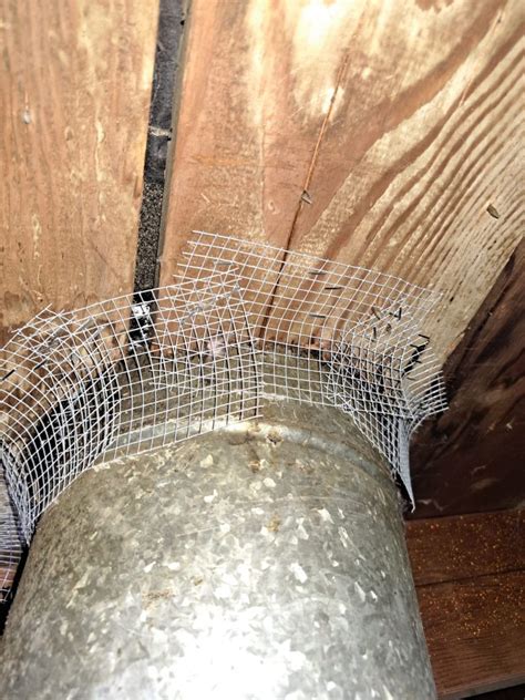Attic Rodent Removal And Proofing Attic Crawl