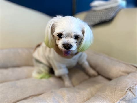 말티즈 솔 샴입양 셀커크렉스입양 스코티쉬폴드입양 스핑크스입양 아메리칸숏헤어입양 아비시니안입양 터키시앙고라입양 페르시안입양 애완견입양 반려견입양 털빠짐없는소형견종류