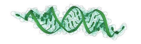 Nanocages Developed To Deliver Small Interfering Rnas