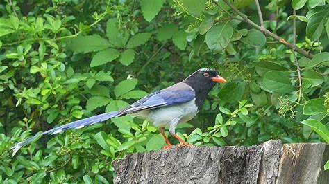 紅嘴藍鵲（中國藍鵲）red Billed Blue Magpie Youtube