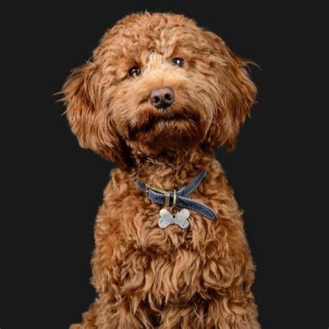 Cockapoo Dog Breed Information Purina