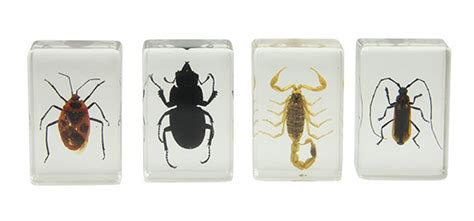 3d Bug Specimen Kits