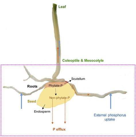 Maize Zea Mays L As A Model Seed Showing Endosperm And Scutellum Download Scientific