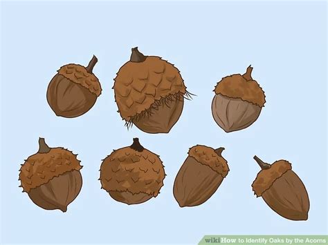 How To Identify Oaks By The Acorns 13 Steps With Pictures Tree