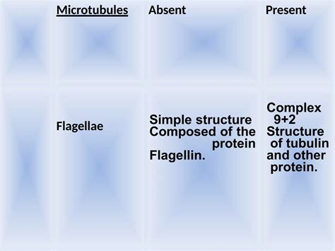 Sturcture Of Prokaryotic And Eukaryotic Cells Cell Division Mitosis