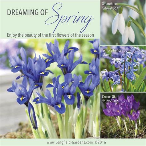 Identify Early Spring Bulb Flowers 30 Early Spring Flowers To Bring