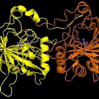 Structure based sequence alignment of hCA II with the green algal α CAs