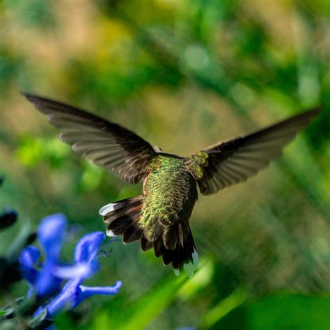 Striking Wildlife Photography By Brian Autio Daily Design Inspiration