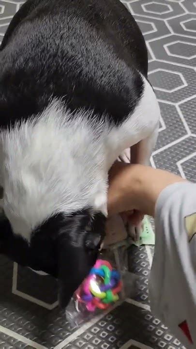 눈 탱이 맞는 밍밍이 Youtube