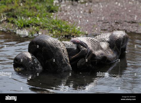 Python Python Molurus Eating A Spotted Deer Axis Axis Calf In Water