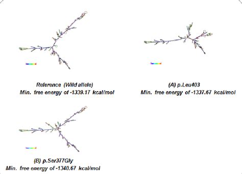 Prediction Of MRNA Secondary Structure As Determined By The Vienna RNA Download Scientific