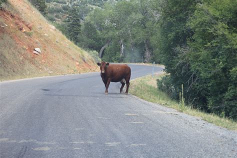 Quick Php Variable Substitution Example Perry Brandiezs