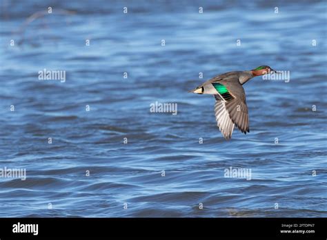 A Drake Green Winged Teal Anas Crecca Displays His Iridescent