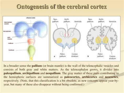 Ppt Cerebral Cortex Primary Cortical Areas Powerpoint Presentation Id 9433414