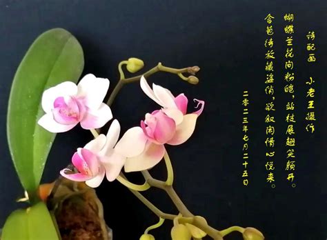 自娛自乐养花小趣 老小孩讲述