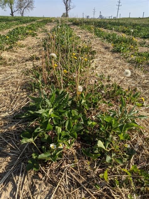 New 24c Special Local Need Label Allows For Spring Stinger® Herbicide