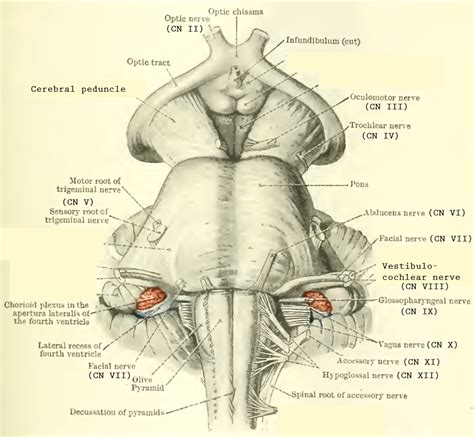 Medulla Oblongata Anatomy Brainstem Medulla Oblongata Pons And