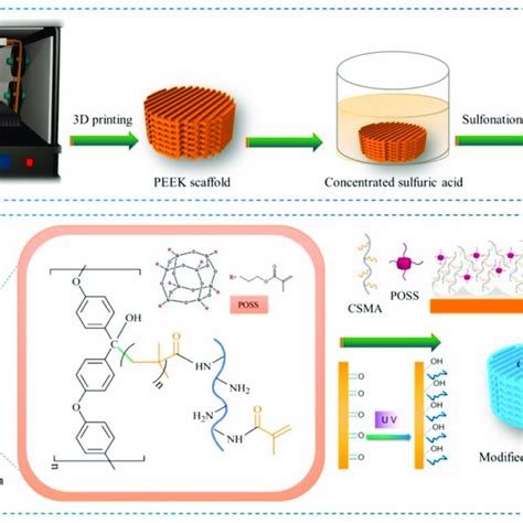 Illustration Of The Fabrication And Surface Modification Processes Of Download Scientific