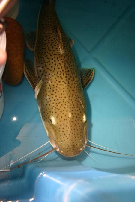 Free Photo Marble Catfish Skeleton Bones Catfish Marble Free