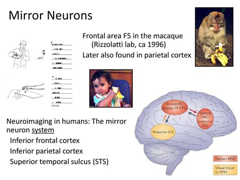 Conceptual Processing And Semantics Also More On The Mirror Neuronaction Perception System A
