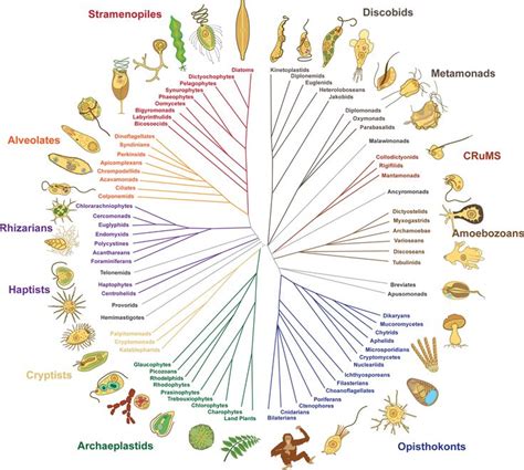 Openly Available Illustrations As Tools To Describe Eukaryotic Microbial Diversity Plos Biology
