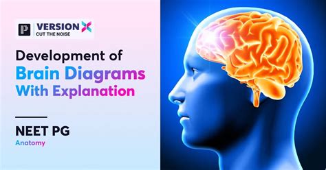 Development Of Brain Diagrams With Explanation Prepladder