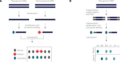 Figure 2 From The Power Of High Resolution Snp Arrays For Detecting Inherited Chromosomal