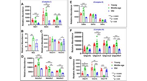 Altered Age Specific Expression Of Mitochondrial Complexes I Ii And Download Scientific