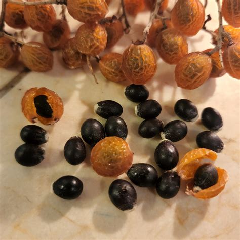 Tree Seeds For Planting Sapindus Saponaria Soapberry Buy Seeds At
