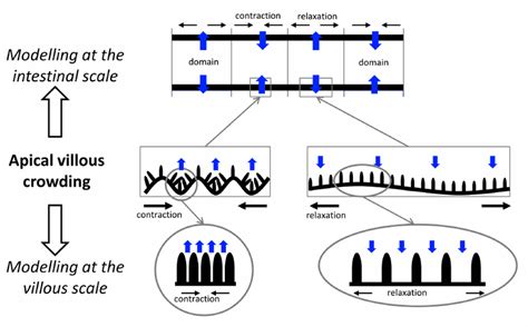 Macro Scale Geography At Leonard Gagliano Blog