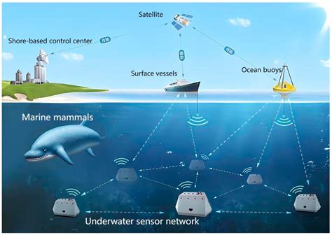 Marine Mammal Conflict Avoidance Method Design And Spectrum Allocation Strategy