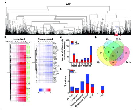 Temporal Analysis Of The Host Proteome During Productive Vzv