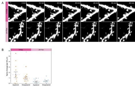 Figure S5 Increased Spine Dynamics In H Ras Induced Dendritic Spines