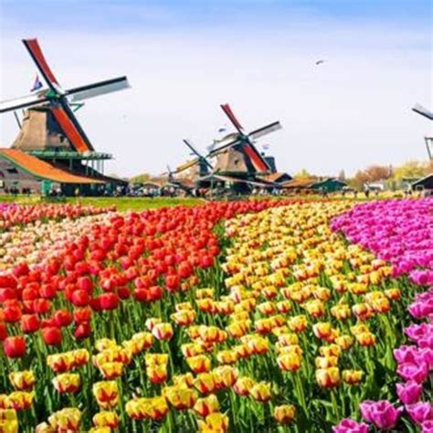 Proyecto Holanda Listen To Podcasts On Demand Free Tunein