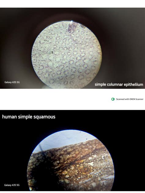 Tissue Histo Pdf